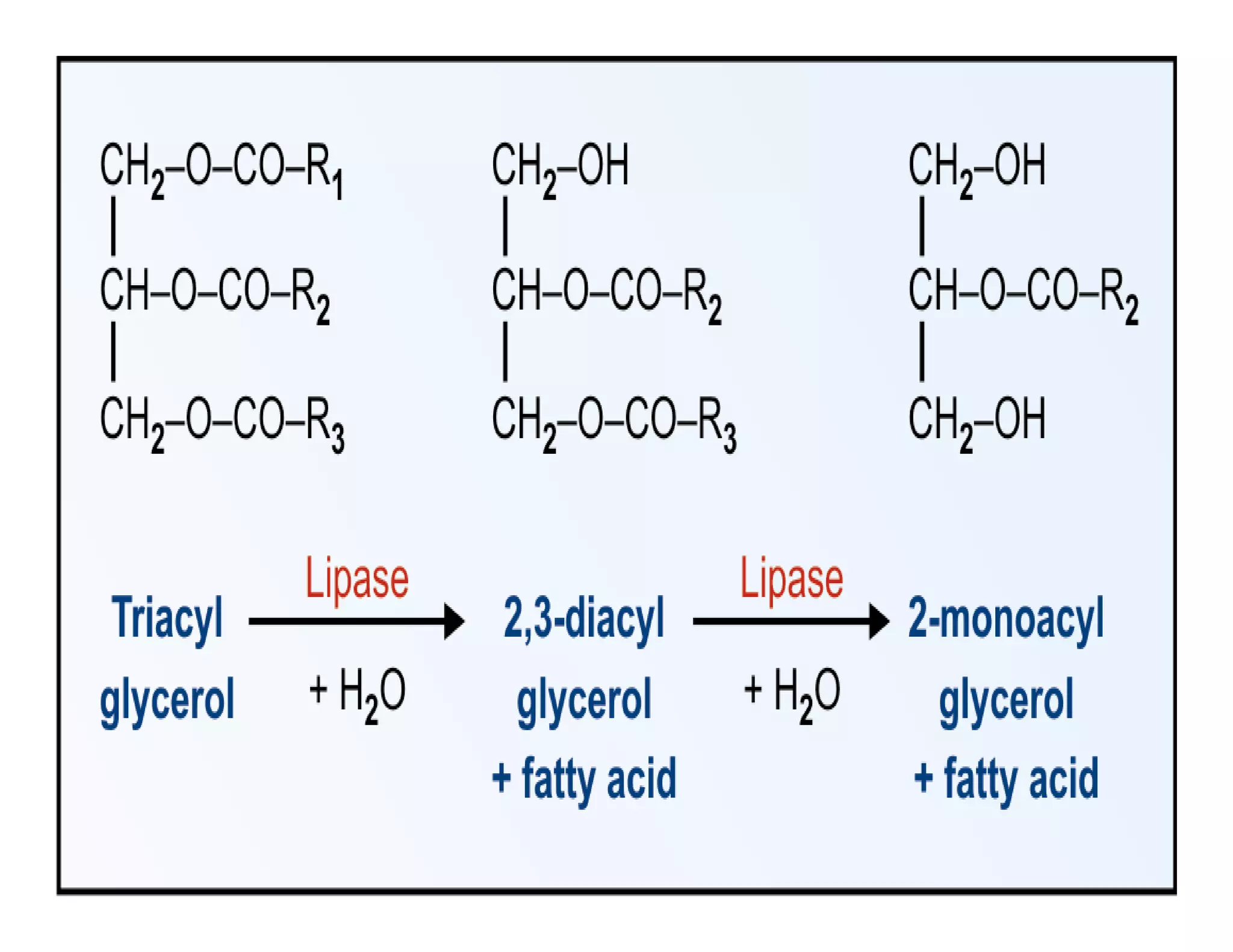 lipid_digestion_absorption.pdf | Digestive Disorders | Diseases and ...