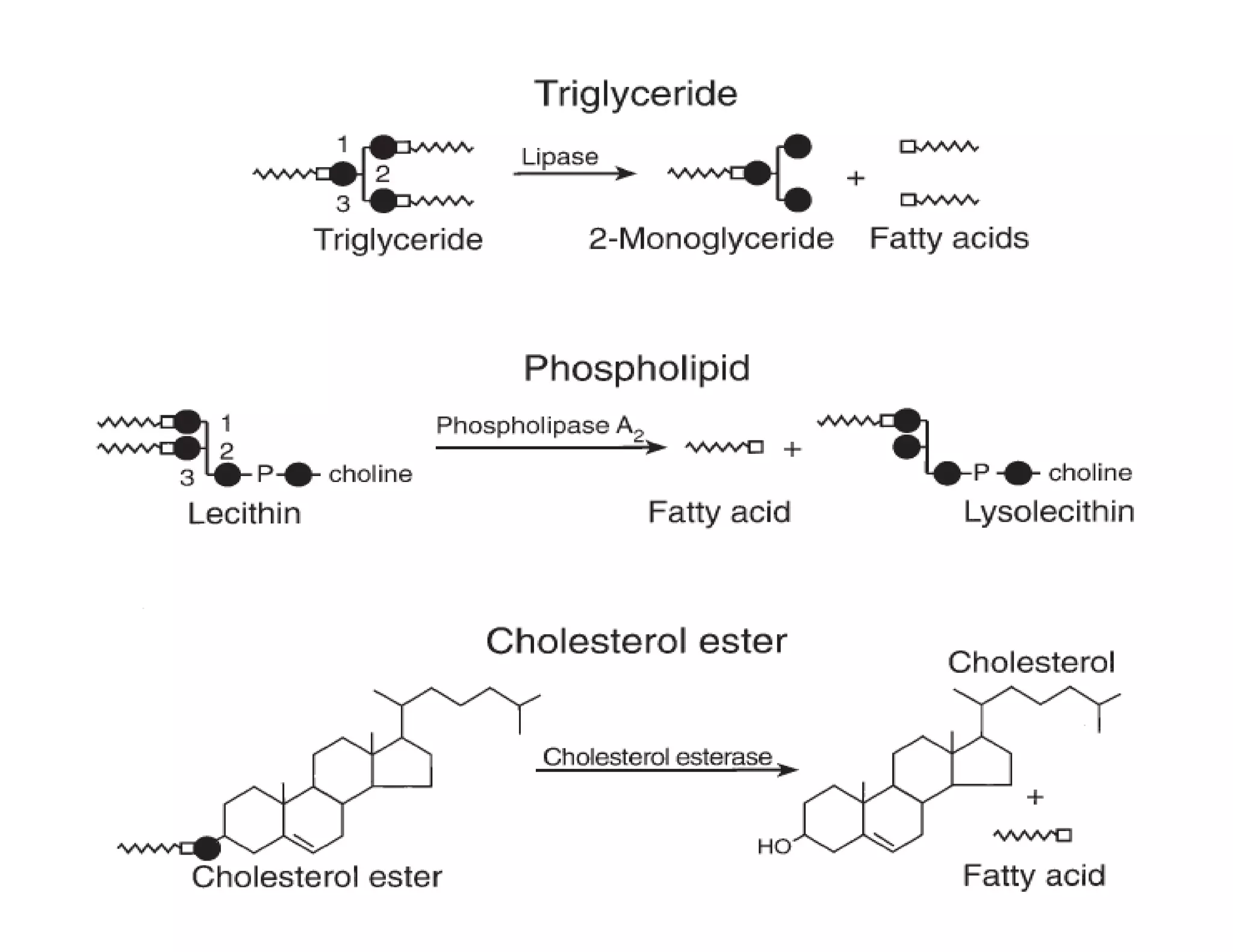 lipid_digestion_absorption.pdf | Digestive Disorders | Diseases and ...