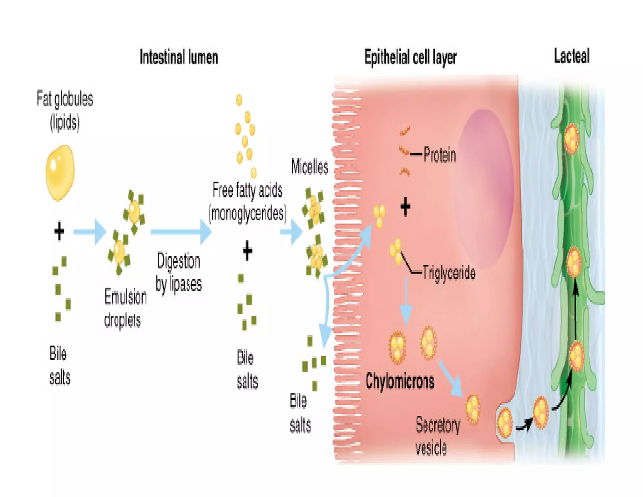 lipid_digestion_absorption.pdf | Digestive Disorders | Diseases and ...