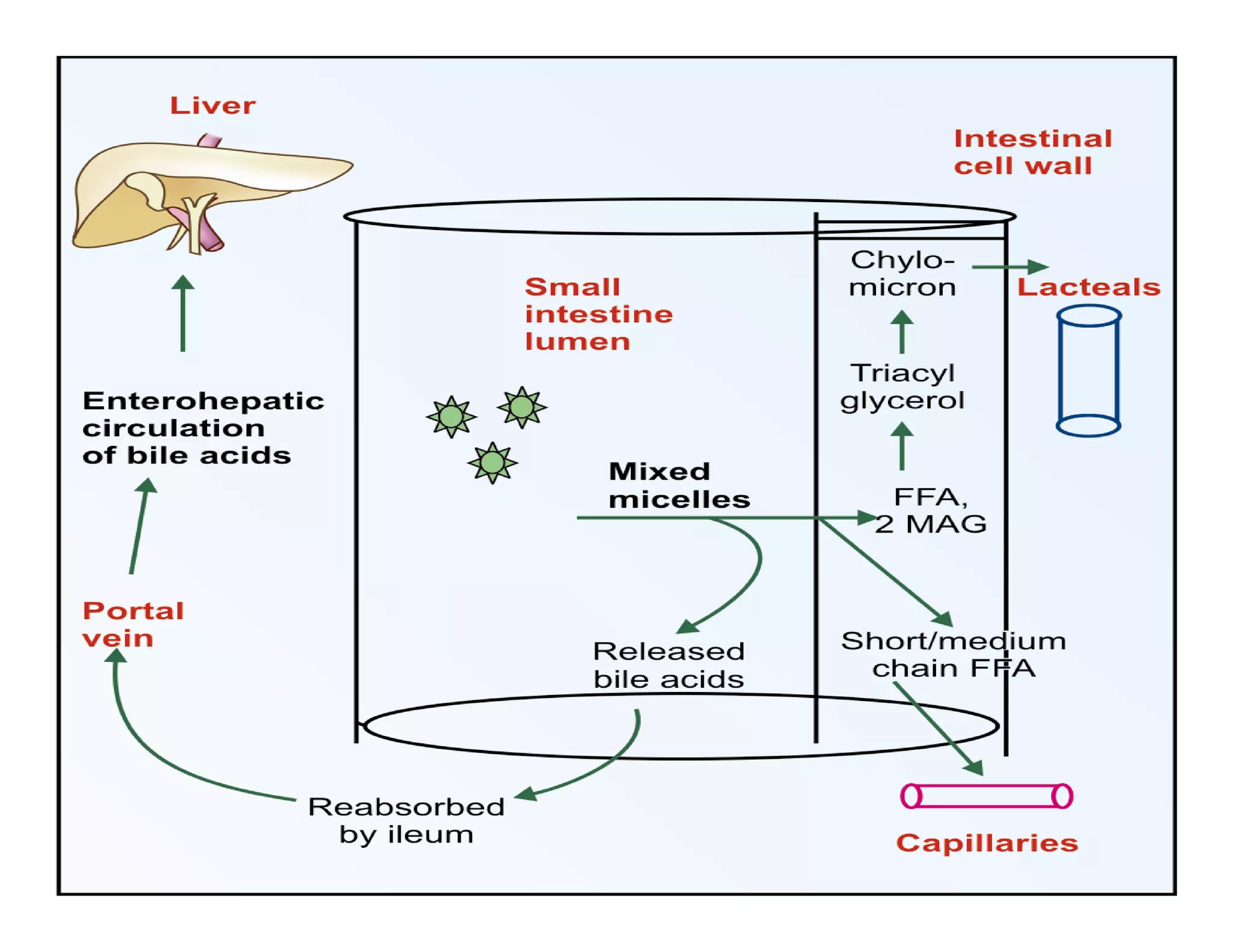 lipid_digestion_absorption.pdf | Digestive Disorders | Diseases and ...