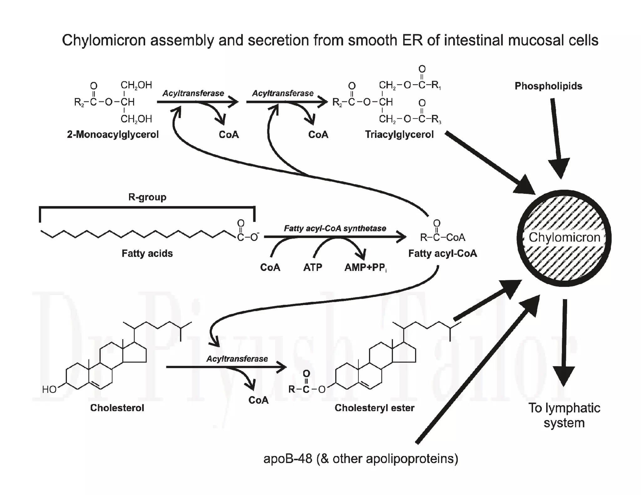 lipid_digestion_absorption.pdf | Digestive Disorders | Diseases and ...