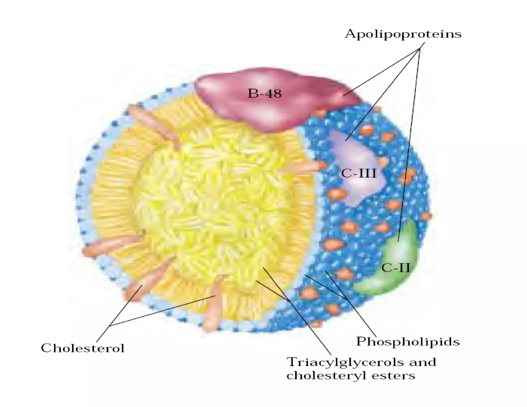 lipid_digestion_absorption.pdf | Digestive Disorders | Diseases and ...