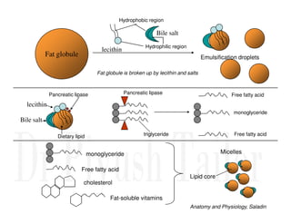 lipid_digestion_absorption.pdf