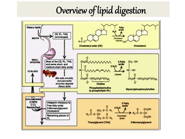 lipid digestion MD(1).pptx
