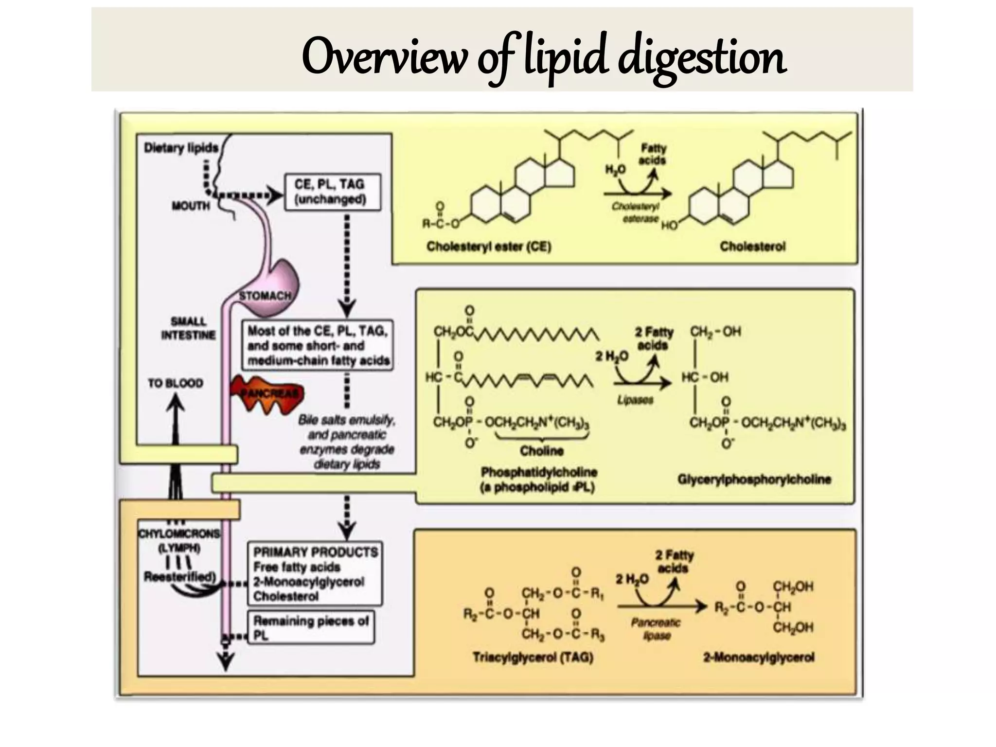lipid digestion MD(1).pptx