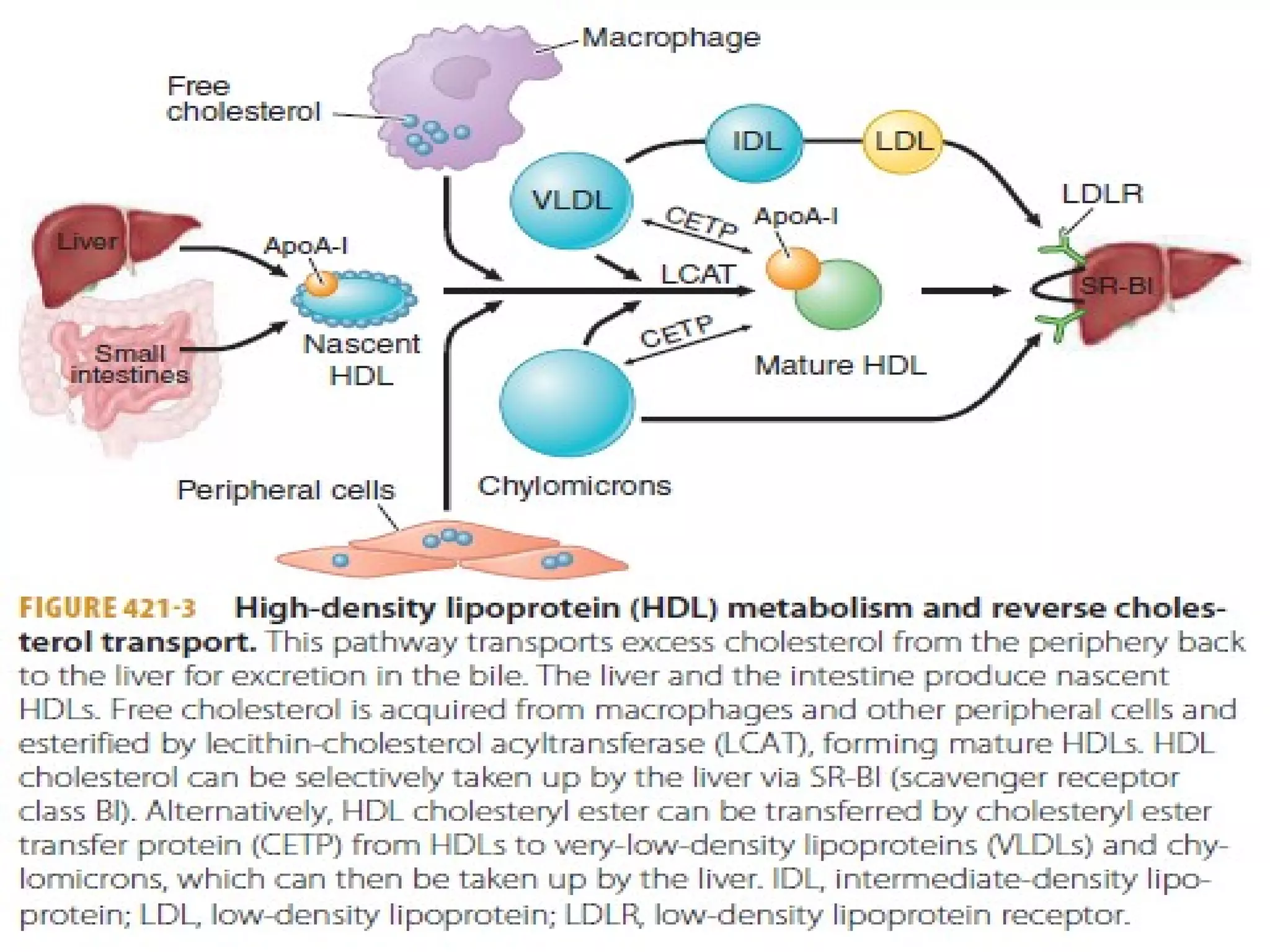 Lipid disorders | PPT