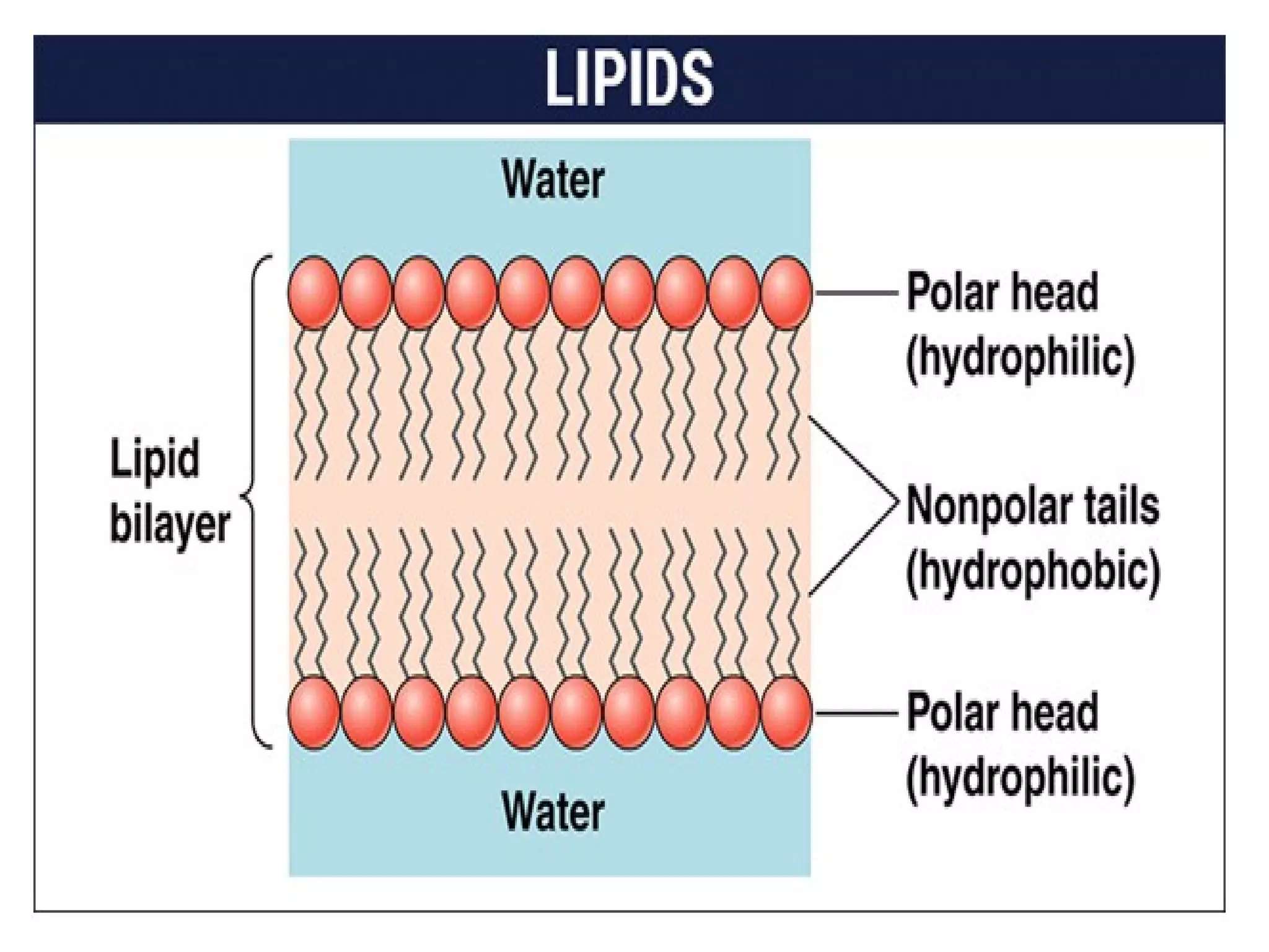 Lipid disorders | PPT