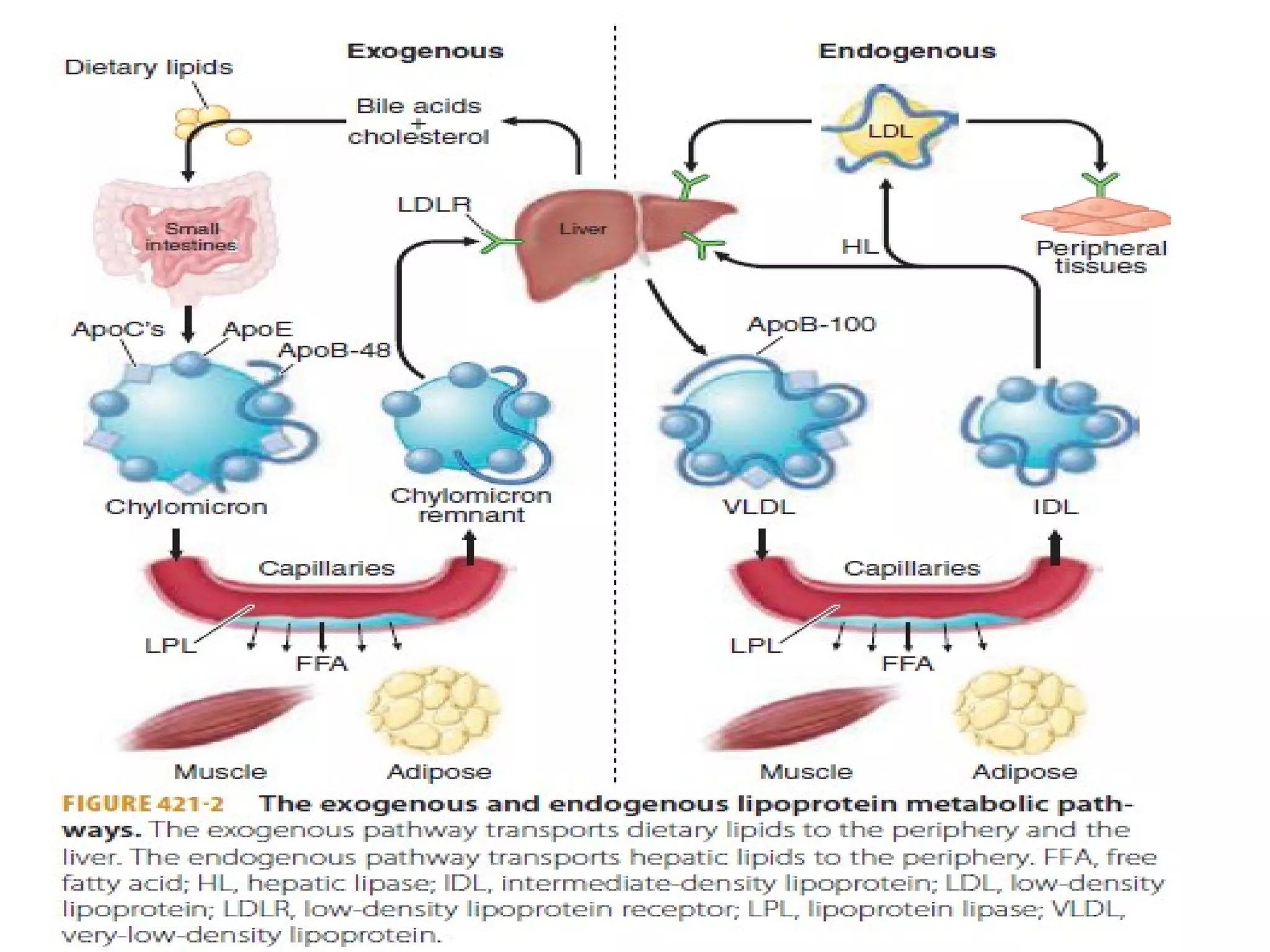 Lipid disorders | PPT