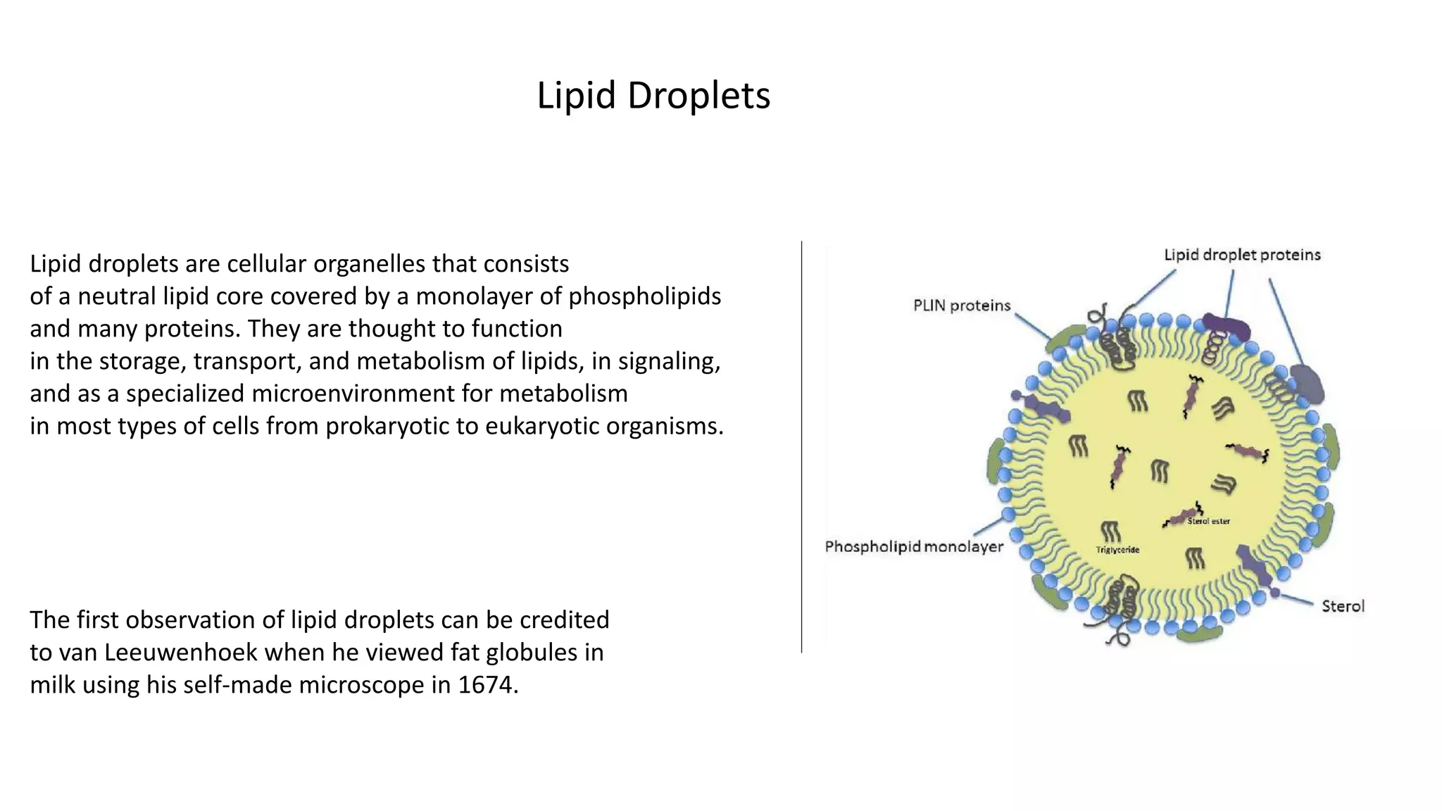 lipid droplet.pptx