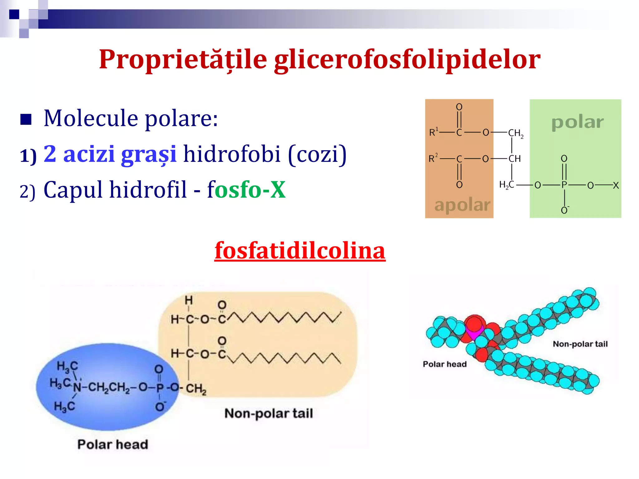 lipide.pdf