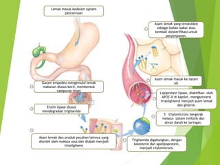 Lipidf | PPTX