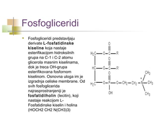 Lipidi | PPT