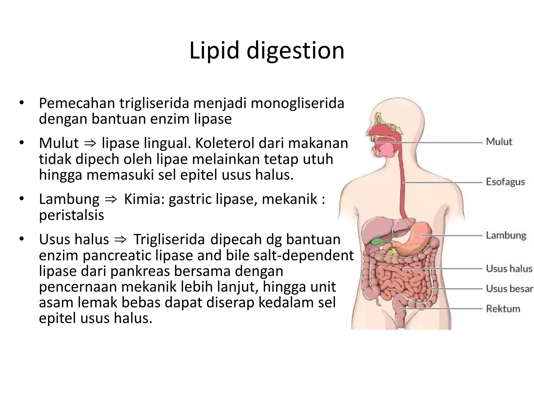 lipid I.pptx