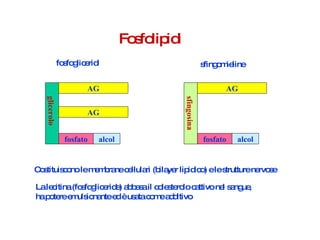 Lipidi | PPT | Chemistry | Science