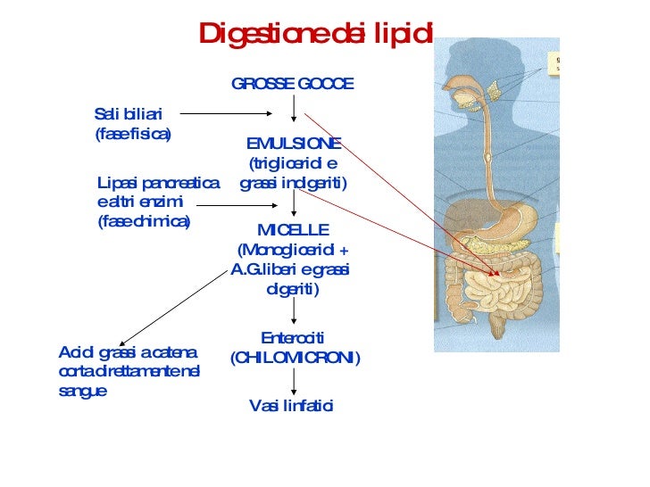 Lipidi
