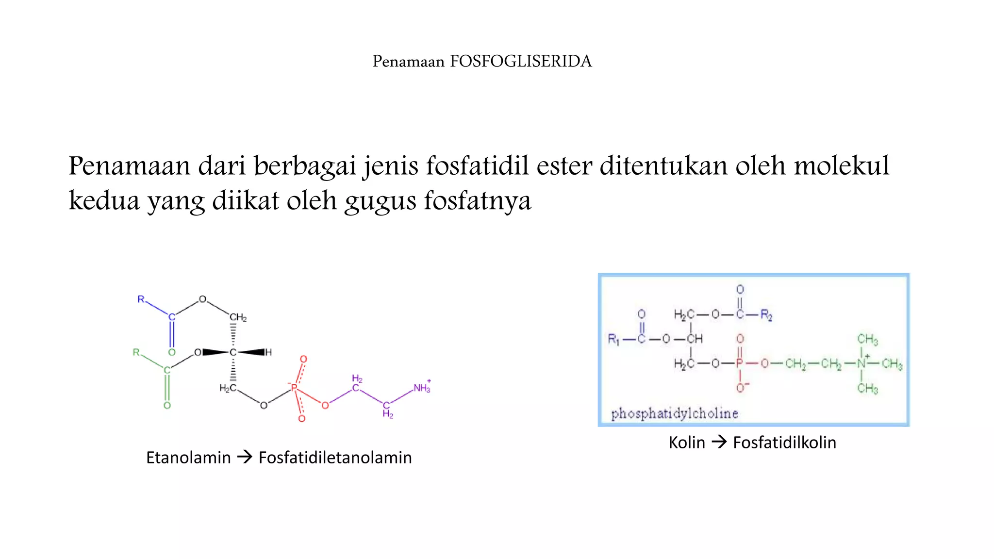 LIPID | PPTX