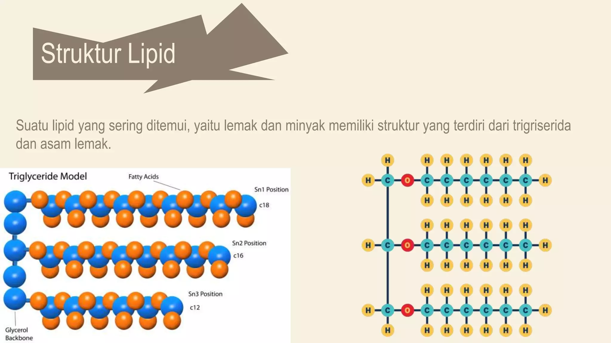 LIPID | PPTX