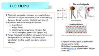 LIPID | PPTX