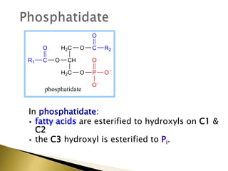 lipid II complex lipids.pptx