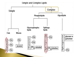 lipid II complex lipids.pptx