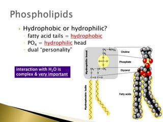 lipid II complex lipids.pptx