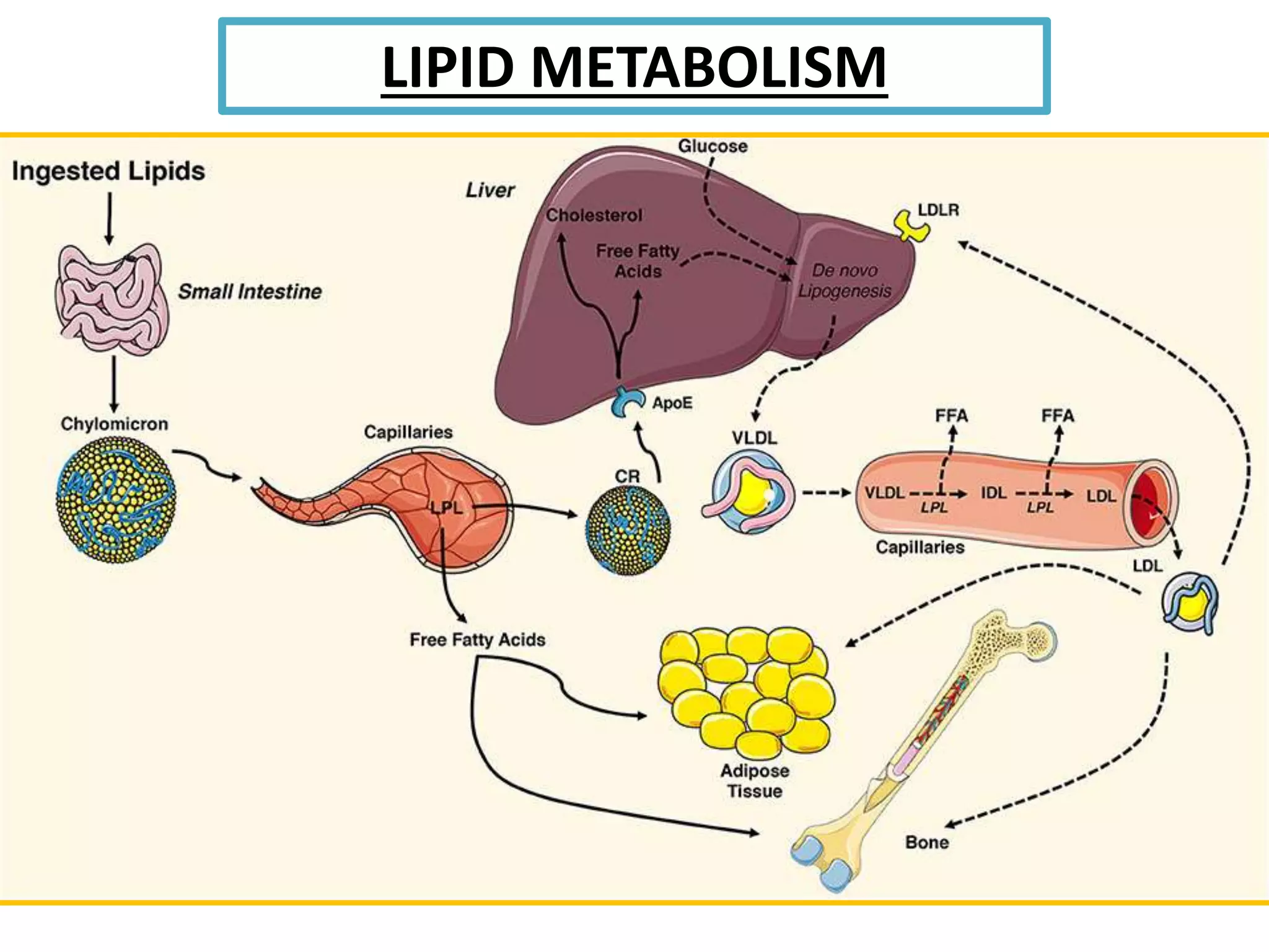 LIPID LOWERING THERAPY.pptx