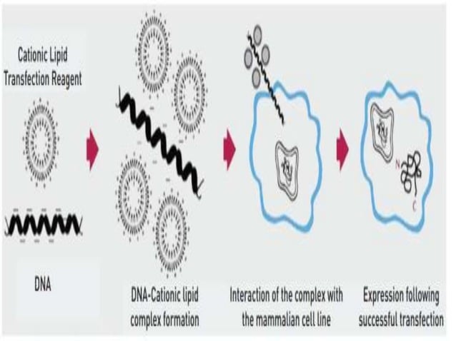 Lipid mediated lipofection | PPTX