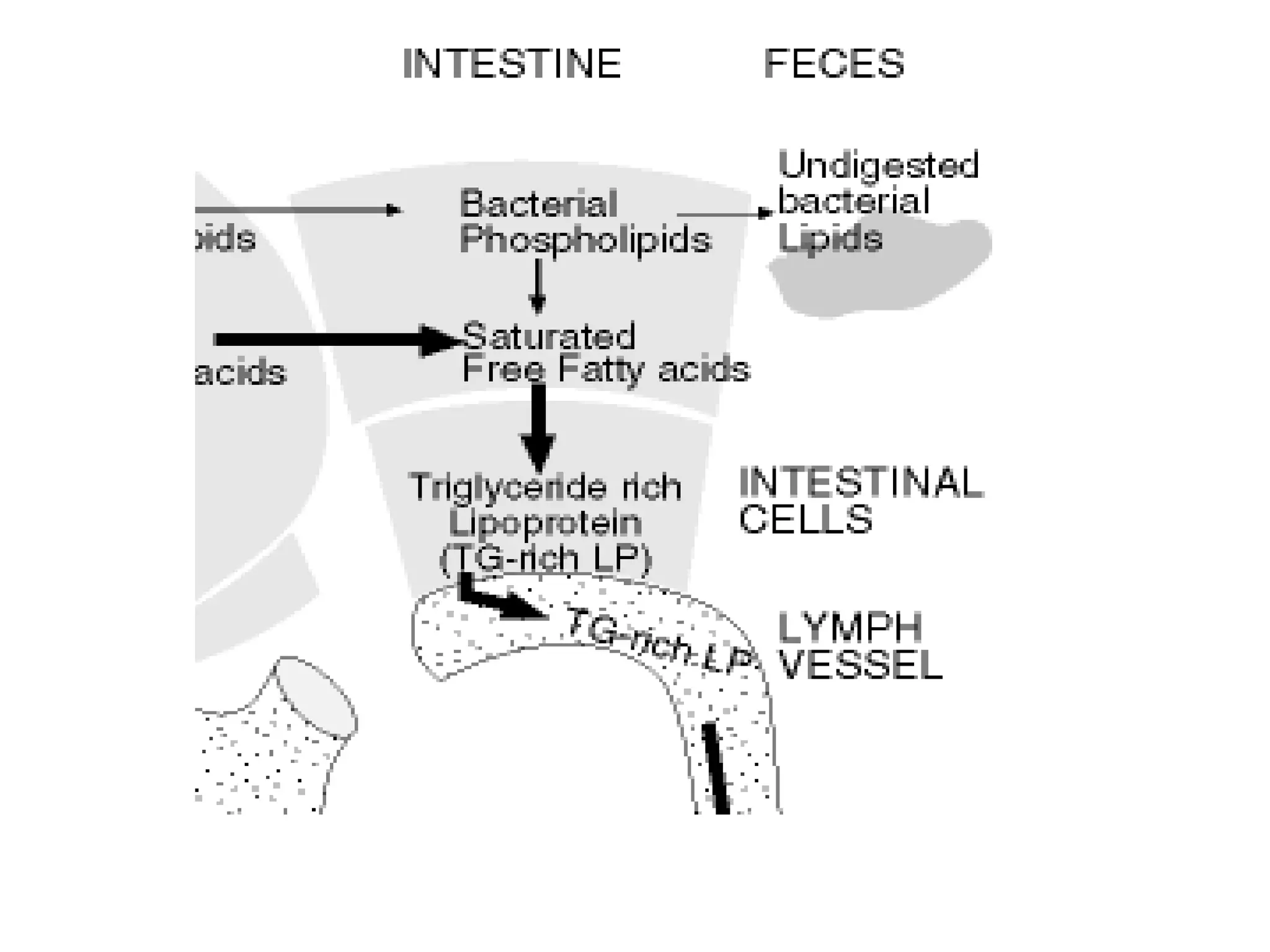 Lipid Metabolism (Animal Nutrition) | PPTX