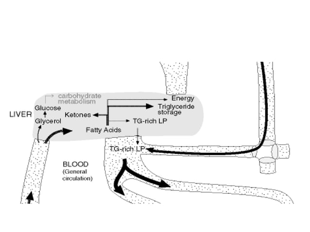 Lipid Metabolism (Animal Nutrition) | PPTX | Digestive Disorders ...