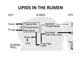 Lipid Metabolism (Animal Nutrition) | PPTX