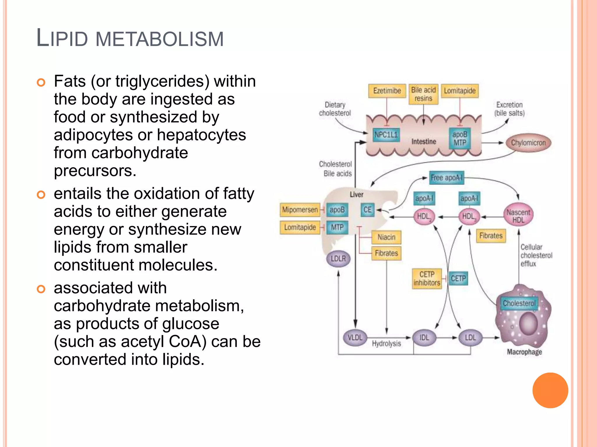 lipidmetabolism-180815094346.pdf