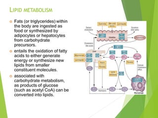 Lipid metabolism | PPTX