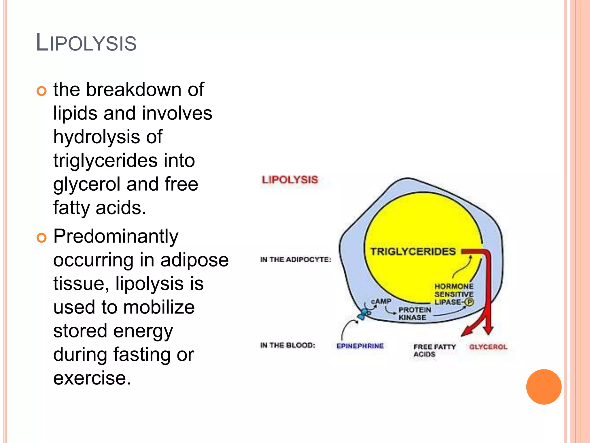 Lipid metabolism | PPTX