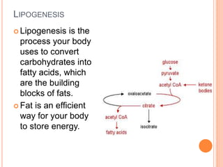 Lipid metabolism | PPTX | Endocrine and Metabolic Diseases | Diseases ...