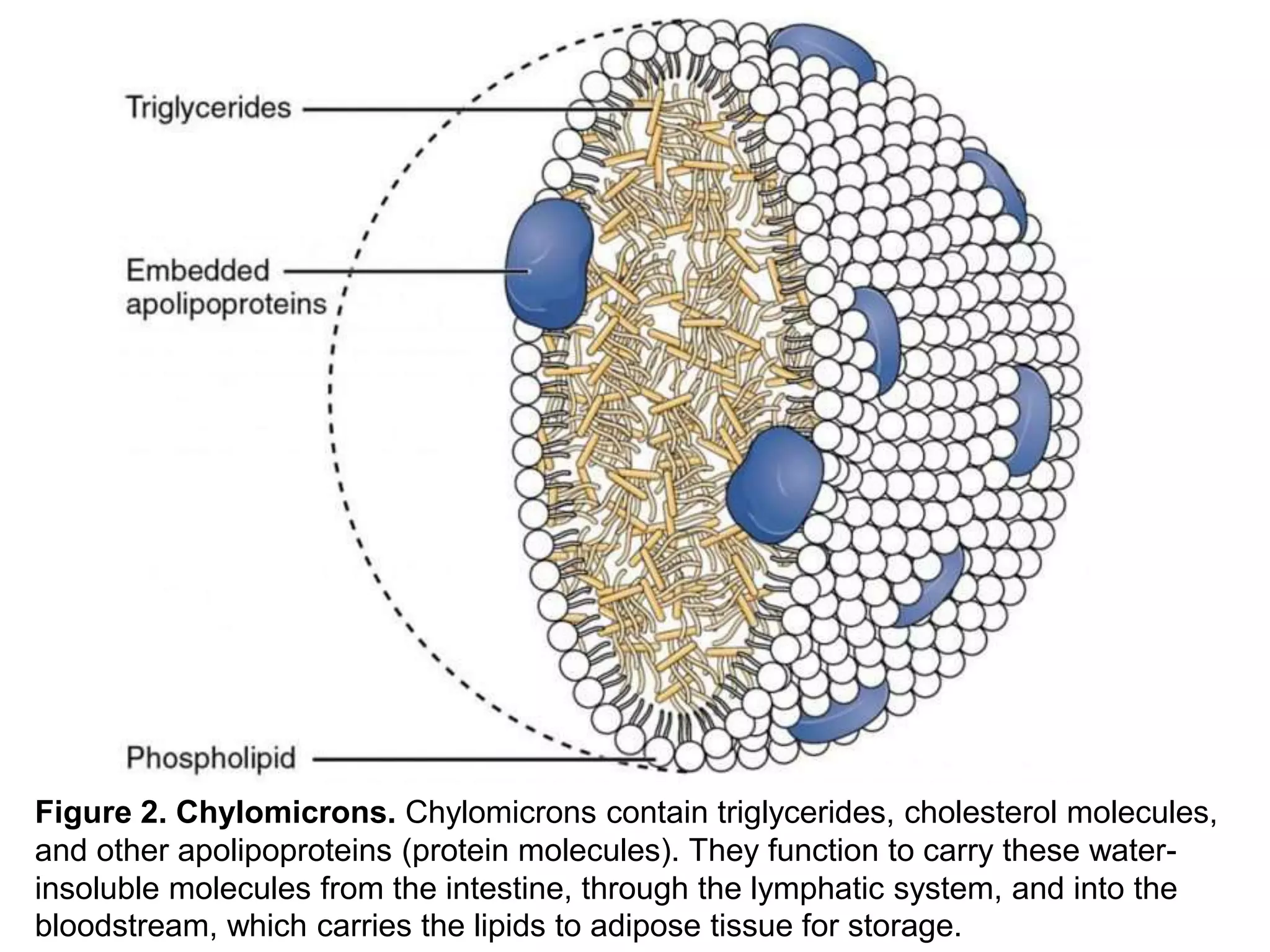 Lipid metabolism-Physiology-First Year Pharmacy | PPTX