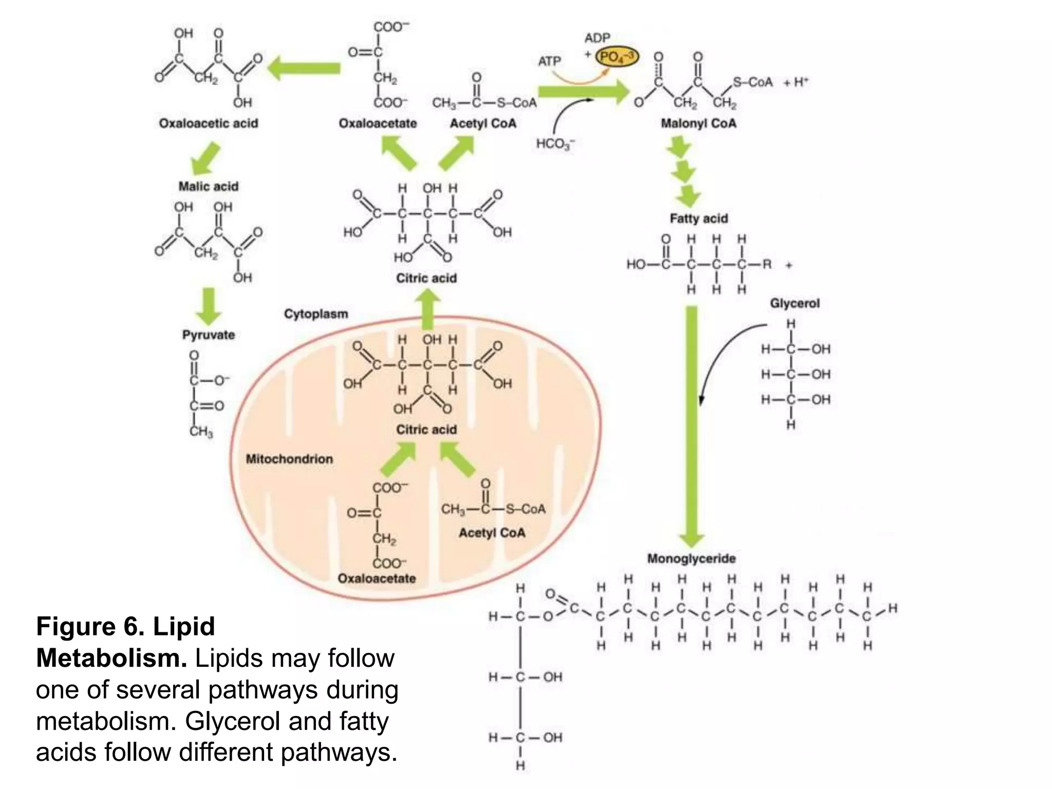 Lipid metabolism-Physiology-First Year Pharmacy | PPTX