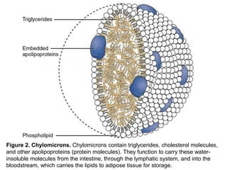 Lipid metabolism-Physiology-First Year Pharmacy | PPTX