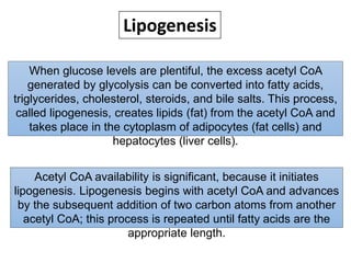Lipid metabolism-Physiology-First Year Pharmacy | PPTX