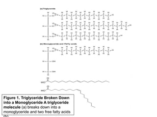 Lipid metabolism-Physiology-First Year Pharmacy | PPTX