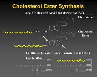Lipid metabolism 2 | PPT