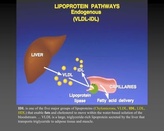 Lipid metabolism 2 | PPT