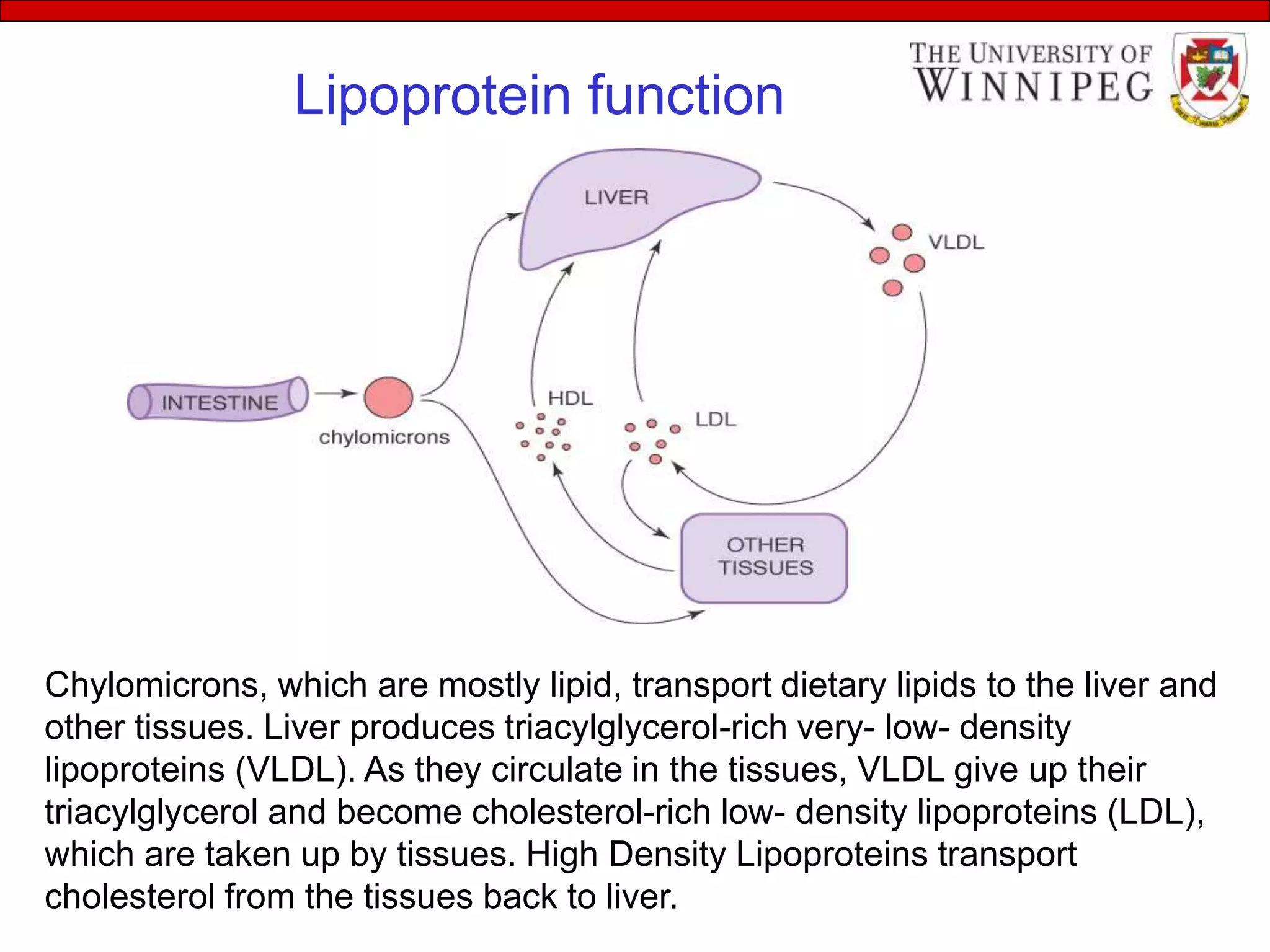 Lipid Metabolism -2.ppt