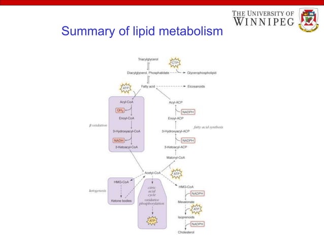 Lipid Metabolism -2.ppt