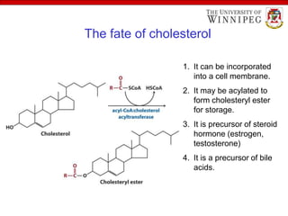Lipid Metabolism -2.ppt