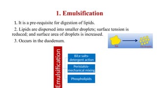 LIPID METABOLISM-digestion and absorption.pptx