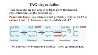 LIPID METABOLISM-digestion and absorption.pptx