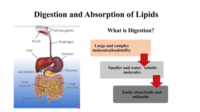 LIPID METABOLISM-digestion and absorption.pptx