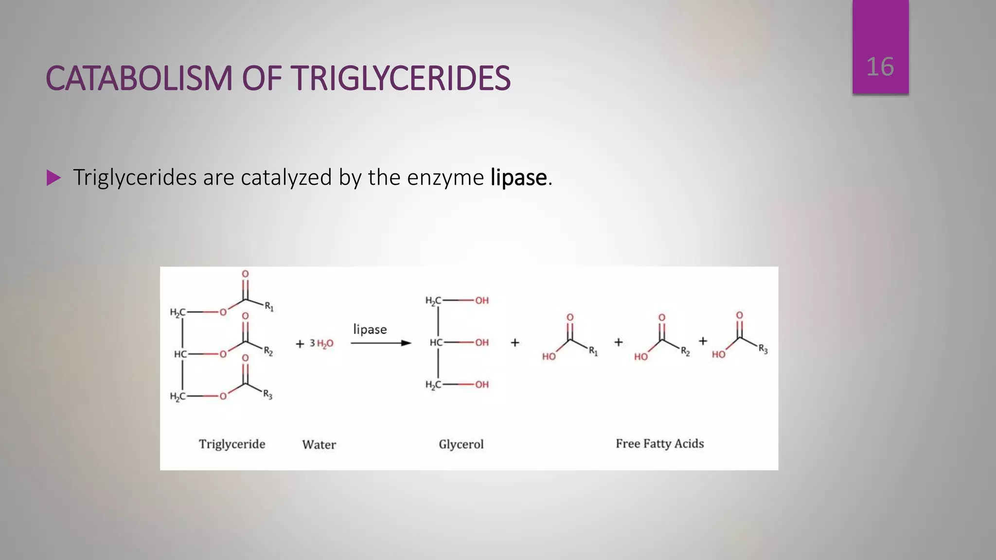 LIPID METABOLISM (Anabolism and Catabolism) | PPTX