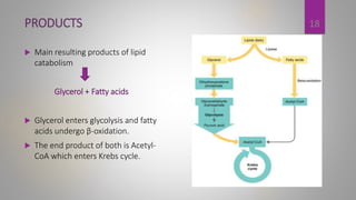 LIPID METABOLISM (Anabolism and Catabolism) | PPTX