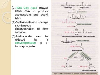 Lipid metabolism | PPTX